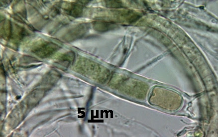 SPECIMEN OF CYANOPROKARYOTES HERBARIUM KPABG | Cyanoprokaryota